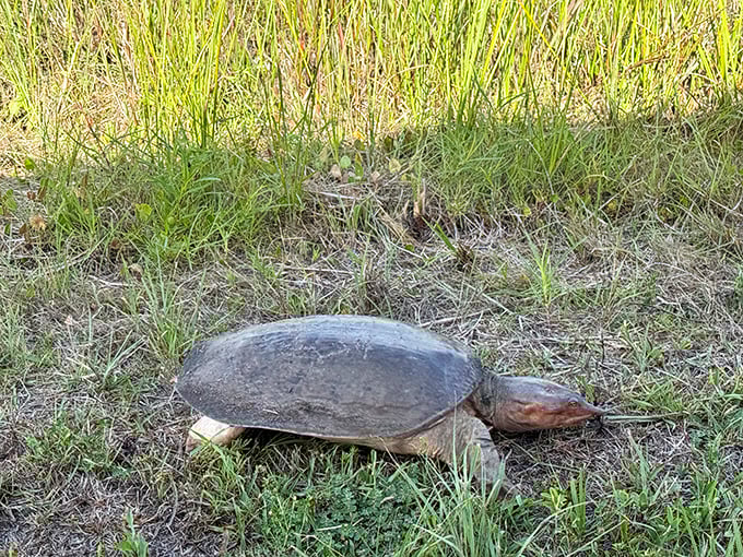 This slow-moving local crosses the road with the confidence of someone who's been the apex predator for 200 million years.