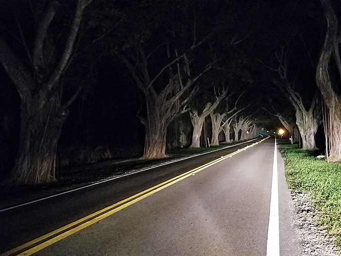 After dark, the Tunnel of Trees transforms into a mysterious passage that feels like driving through an enchanted forest.