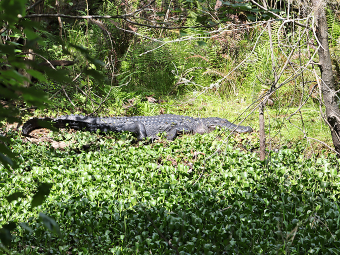 A sunbathing alligator reminds visitors whose home they're really exploring, the ultimate Florida welcoming committee.