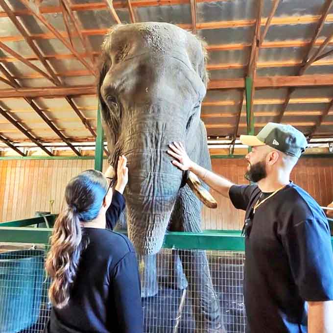 Hands-on education takes on new meaning when those hands meet the leathery skin of an elephant's trunk during a guided interaction.