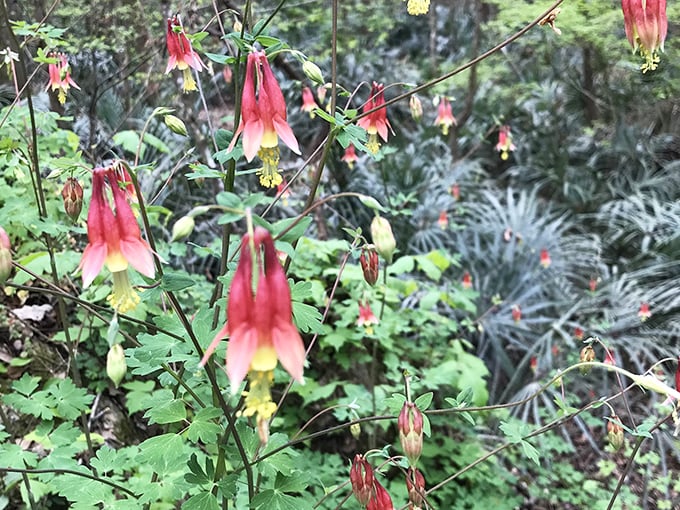Wild columbine flowers add splashes of red and yellow to the park's landscape, nature's own artistic touch.