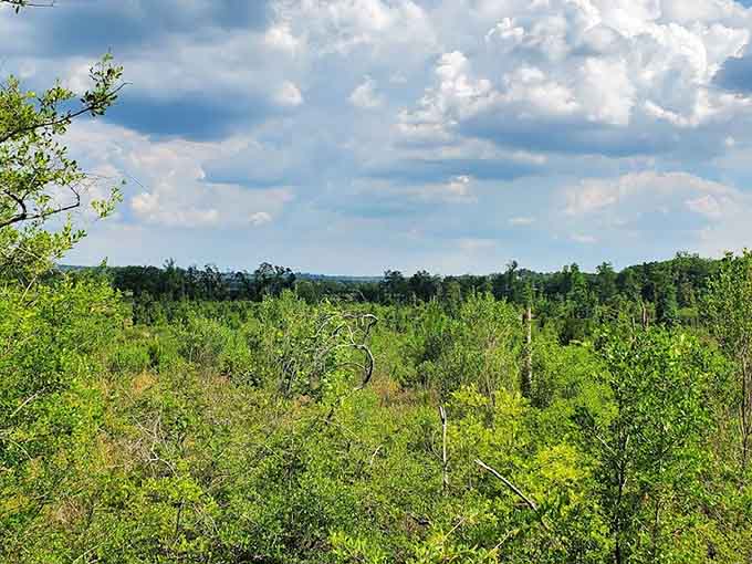 The lush vegetation creates a green explosion that makes you wonder if someone turned up the saturation in real life, but nope, it's just Florida.