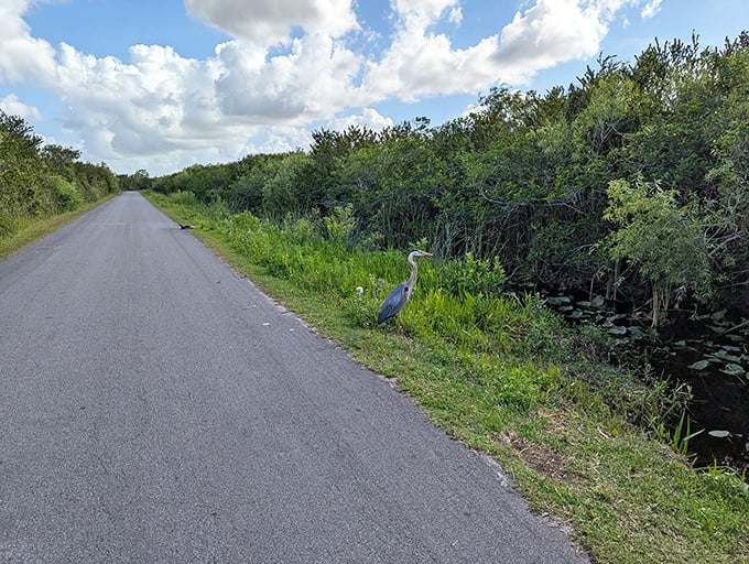 A great blue heron stands sentinel by the roadside, nature's own traffic monitor in elegant gray-blue plumage.