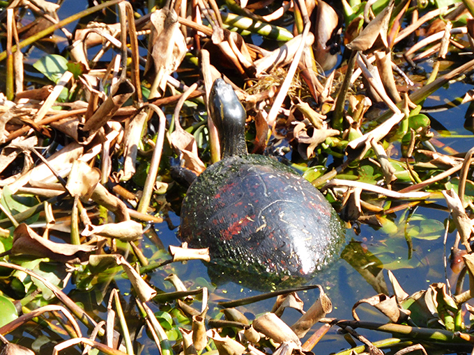 This painted turtle strikes a perfect pose, showcasing nature's artistry in creating creatures perfectly adapted to their watery homes.