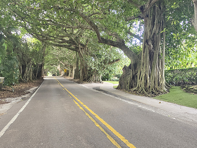 The road ahead beckons through this living archway, promising adventures beyond the green cathedral.