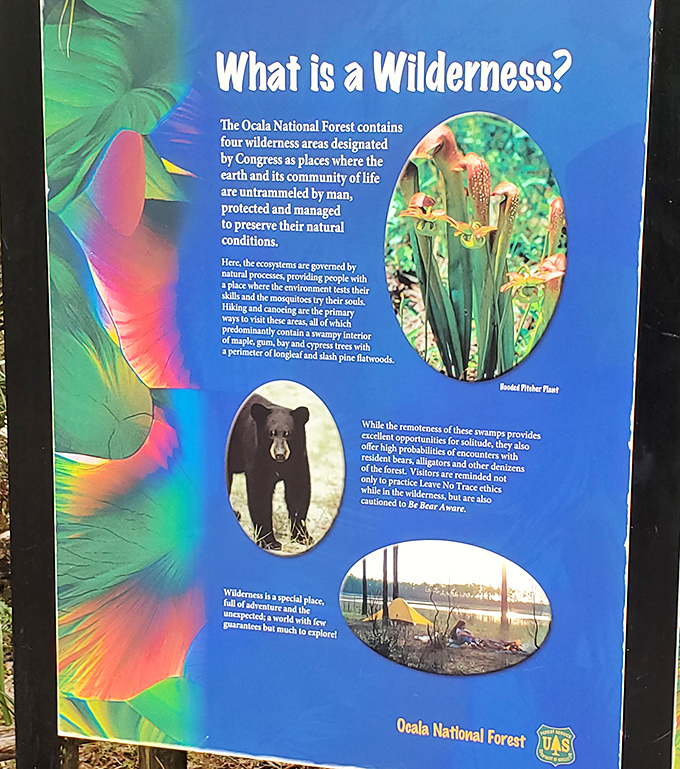 Wildlife thrives in the protected wilderness areas, where bears, birds, and countless other creatures maintain their ancient routines far from urban sprawl.