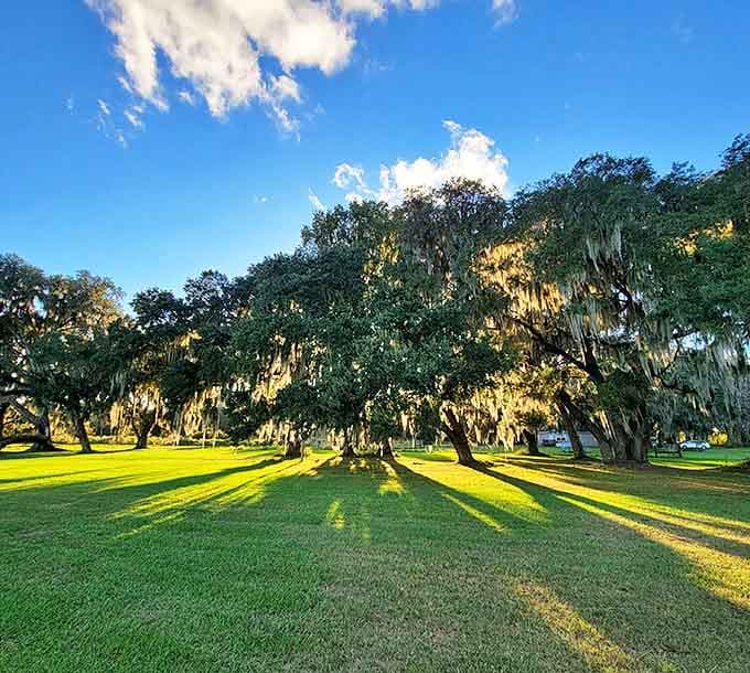 Sunlight filters through Spanish moss-draped oaks, creating nature's own light show without the expensive special effects.
