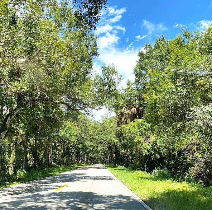 The canopy occasionally opens to reveal patches of Florida's famous blue skies, creating a patchwork of azure and emerald overhead.