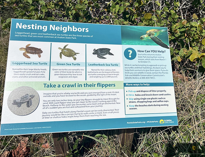 Sea turtle education that makes you feel like you're getting insider information on nature's most determined reptiles. Their struggle is real.