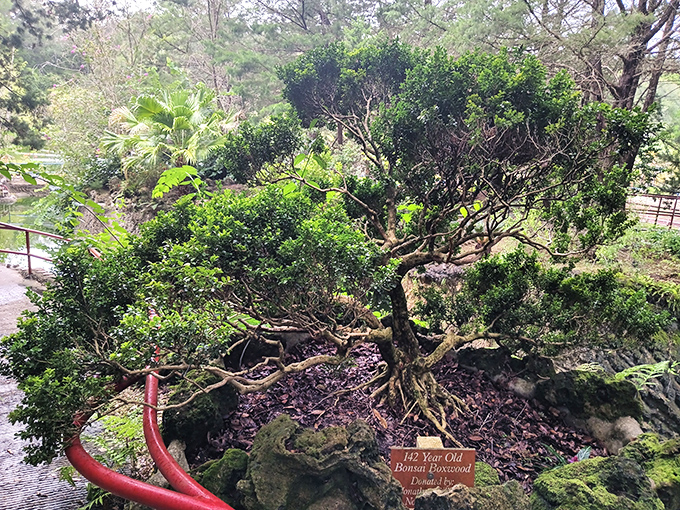 This 142-year-old bonsai boxwood stands as a living sculpture, its gnarled trunk telling a century of stories to anyone patient enough to listen.