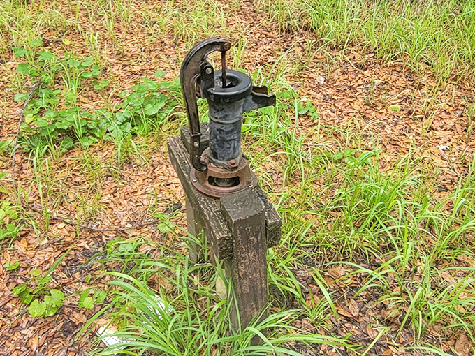This vintage water pump stands as a rustic reminder of the land's agricultural past, now reclaimed by nature.