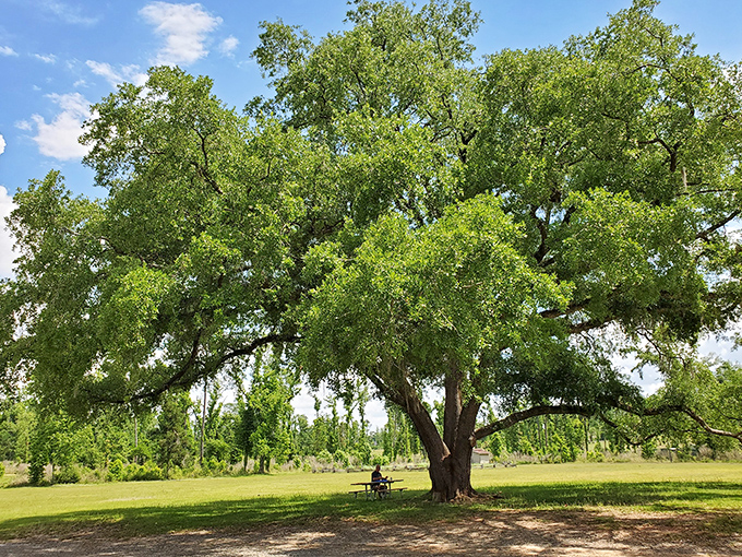 This magnificent oak tree has witnessed centuries of Florida history, its sprawling branches offering shade to generations of visitors.