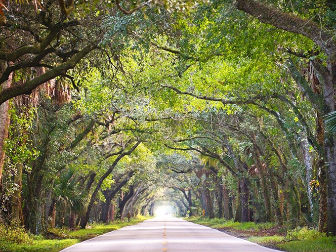 Spanish moss drapes from ancient branches like nature's own decorations, adding a touch of Southern gothic charm to this enchanted corridor.