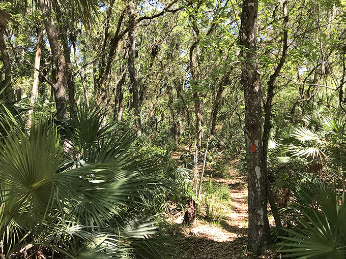 The Florida Trail winds through Christmas, offering hikers a path through natural Florida landscapes untouched by commercial development.