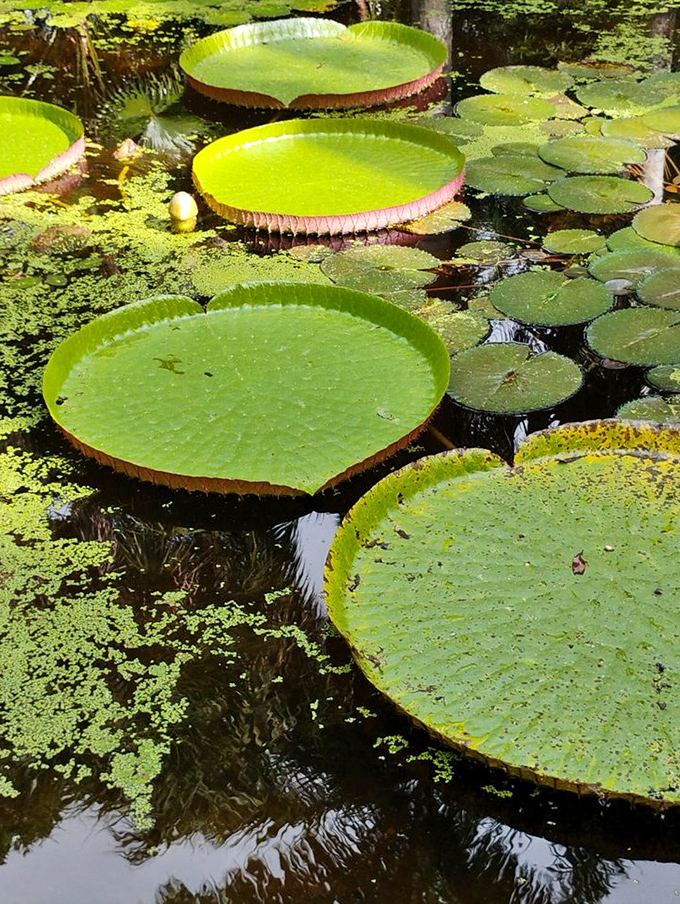 Victoria water lilies spread their massive leaves like green dinner plates &ndash; nature's own floating masterpiece.