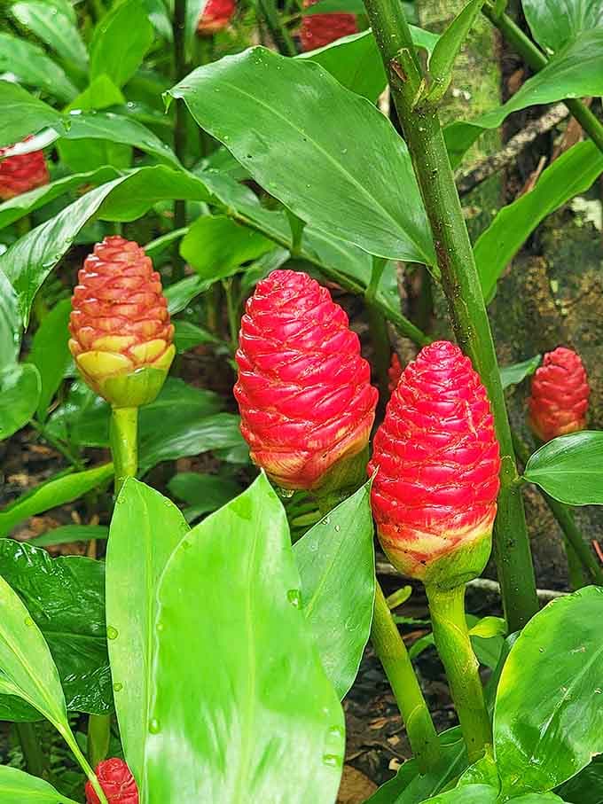 Pinecone Ginger: Exotic red pinecone ginger flowers add tropical splashes of color along the pathways, part of the lush botanical tapestry that frames the park.