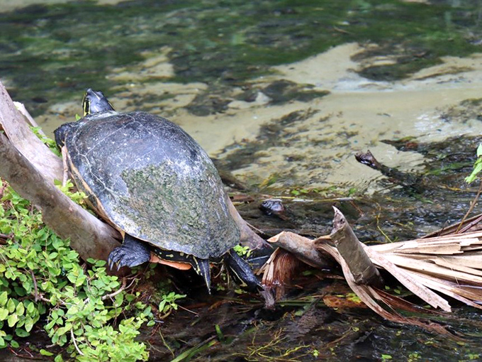 This prehistoric-looking sunbather demonstrates the fine art of relaxation, perfected through millions of years of evolutionary practice.