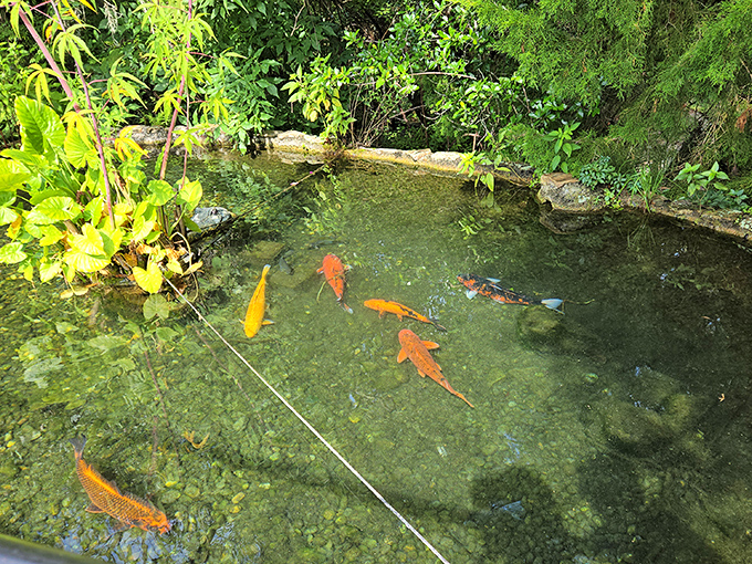 Koi kingdom: Colorful fish dart through crystal waters in one of the property's decorative ponds.