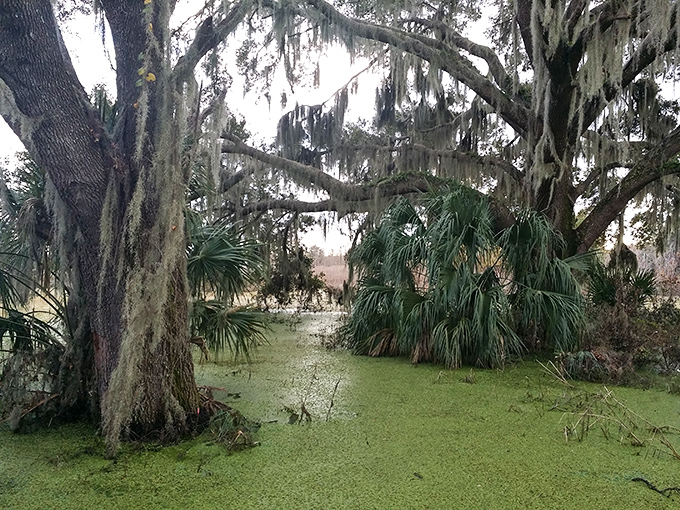 Emerald duckweed carpets the swamp beneath ancient oaks, creating a scene straight from a Southern gothic novel &ndash; beautiful yet mysterious.