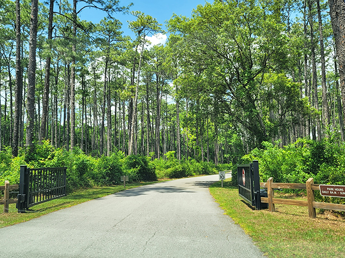 Gateway to adventure: the park entrance promises geological wonders just beyond those towering pines.