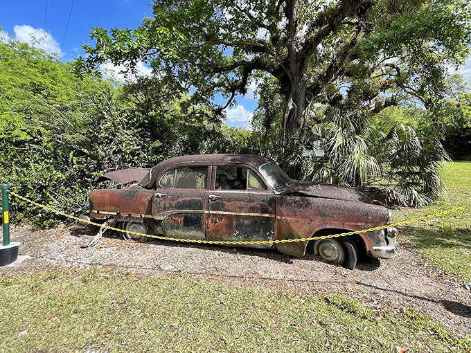 This abandoned vintage car has become one with the landscape, slowly reclaimed by the persistent forces of nature.