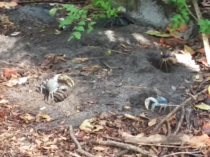 Blue land crabs make their homes in the rich soil beneath these ancient trees, adding to the area's diverse ecosystem.