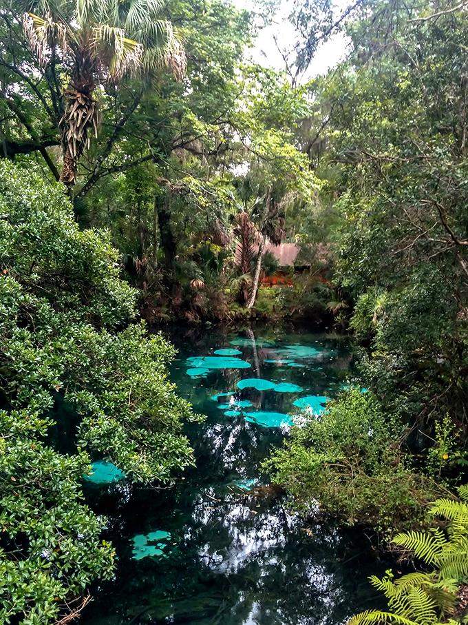 Peering through the foliage reveals Juniper's signature blue-green waters, a color so vibrant it seems digitally enhanced but is entirely natural.
