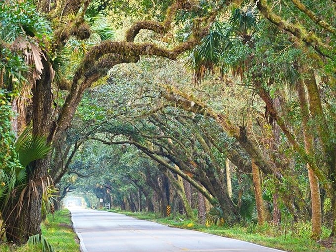 The interplay of light and shadow creates a mesmerizing effect as sunshine filters through countless leaves, nature's own stained glass window.