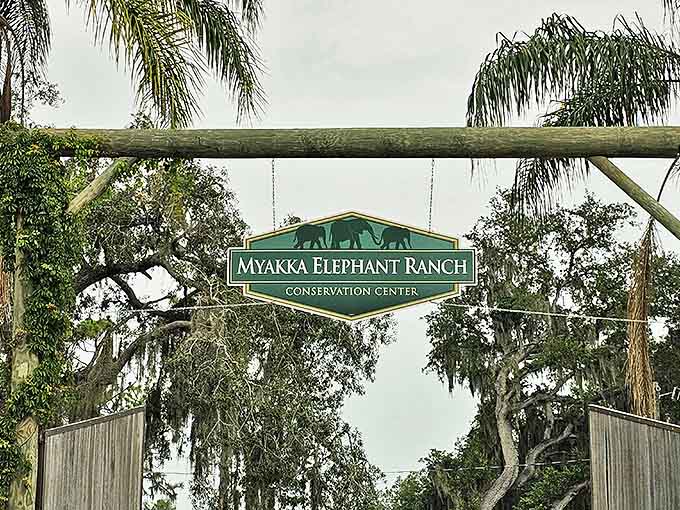 Under Florida's blue skies, the Myakka Elephant Ranch sign promises adventures with gentle giants just beyond those wooden gates.