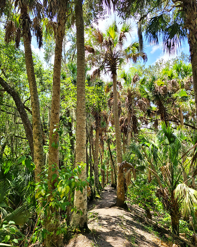 Palm fronds create a tropical tunnel effect, their fan-like leaves offering dappled shade for grateful hikers.