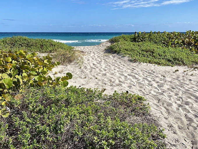 A sandy path beckons between sea grapes and coastal vegetation, nature's own red carpet leading to the turquoise Atlantic waters beyond.