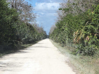 This 24-Mile Drive Runs Straight Through The Florida Everglades, And It ...