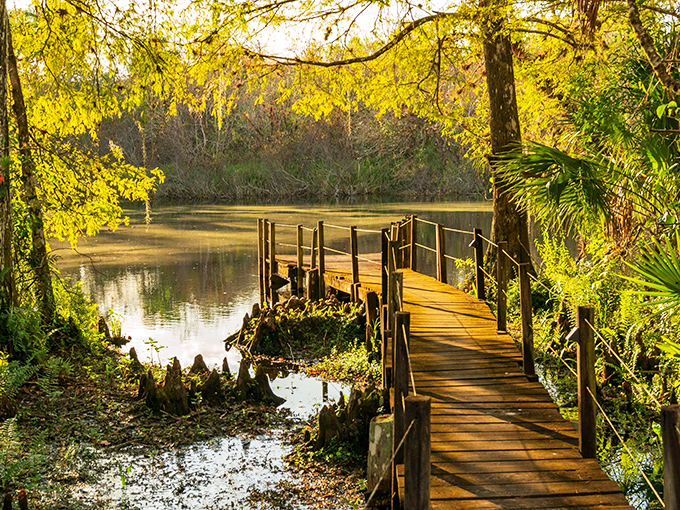 A wooden boardwalk winds through golden cypress trees at Fakahatchee Strand, nature's cathedral bathed in morning light.