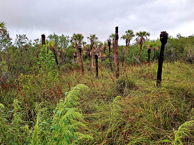 Weathered cypress stumps rise from the swamp like ancient sentinels, guarding the wild heart of Florida's most pristine wetland.