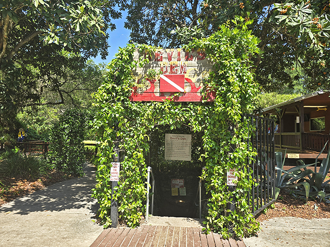 Gateway to adventure: Vine-covered entrance to Devil's Den beckons explorers with promises of subterranean wonders.