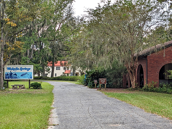 The gateway to underwater wonders, where Spanish moss drapes the trees like nature's welcome banners for arriving adventurers.