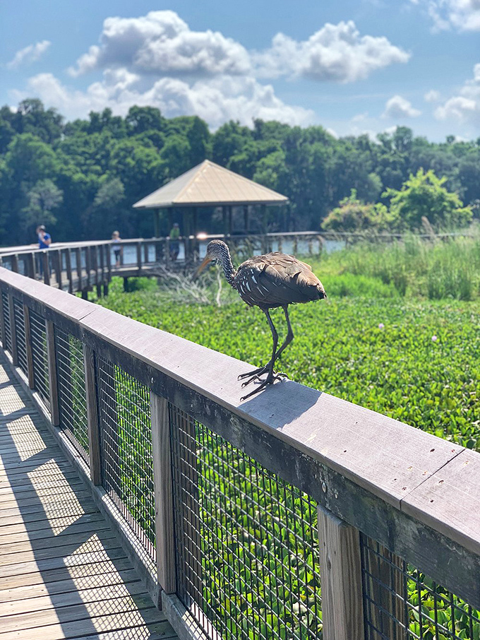 Nature's welcoming committee! This limpkin perches regally on the railing, seemingly appointed as the official greeter of La Chua Trail.
