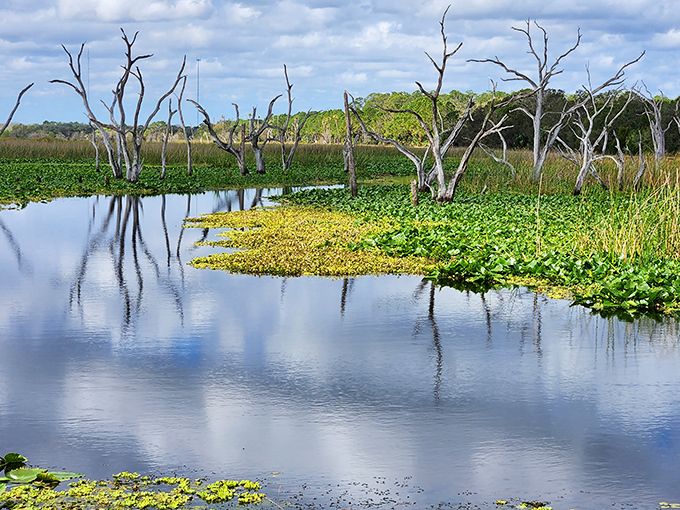 Orlando Wetlands Park offers a serene escape where nature puts on a show more impressive than any theme park attraction.
