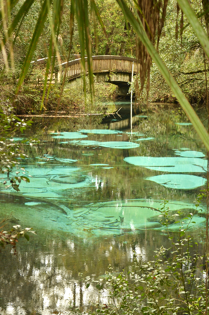 A wooden footbridge spans the spring run, where crystal-clear waters reveal a kaleidoscope of underwater plants dancing in the current.