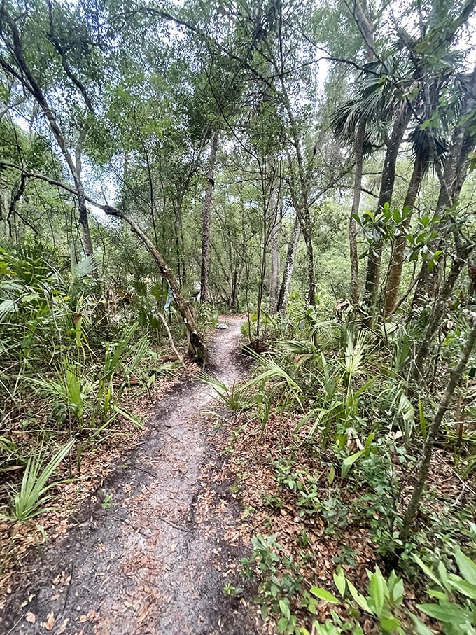 Nature creates its own fairy pathway through the lush Florida woodland, where sunlight dapples through the canopy like scattered pixie dust.