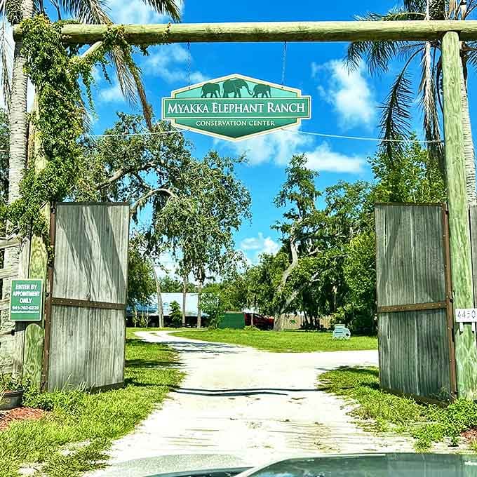 The welcoming gates of Myakka Elephant Ranch invite visitors to leave the ordinary world behind and enter elephant territory.