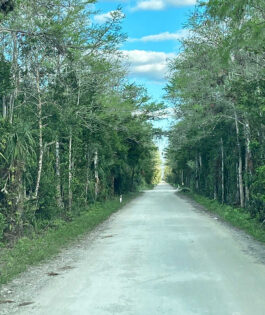 This 24-Mile Drive Runs Straight Through The Florida Everglades, And It ...