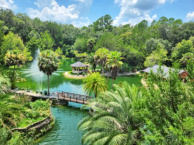 Nature's perfect composition &ndash; palm trees frame the serene waters while a wooden bridge invites exploration into this lush paradise.
