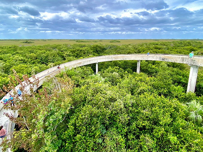 From this vantage point, the endless Everglades stretch to the horizon &ndash; nature's version of infinity, minus the pool.