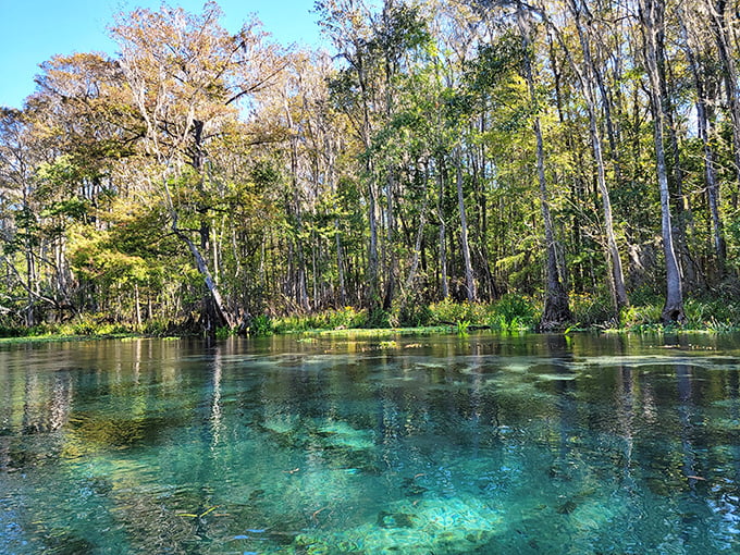 The emerald waters of Ichetucknee Springs create a natural swimming pool so clear it seems like the trees are floating in mid-air rather than reflected on the surface.