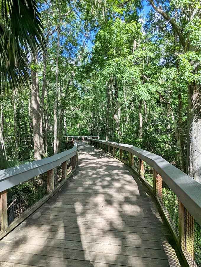 This boardwalk winds through the forest like nature's own highway, minus the traffic jams and road rage.