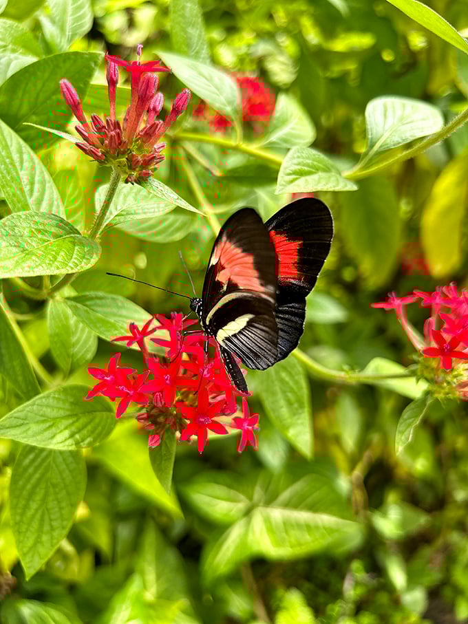 3. butterfly feeding