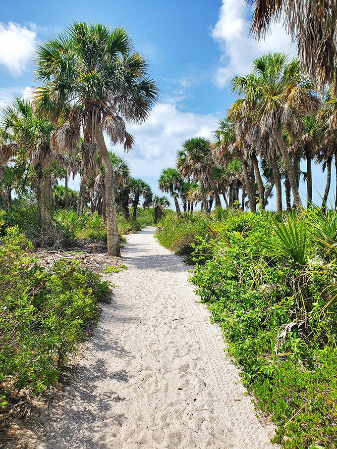 Palm-lined pathways invite exploration through Egmont Key's interior, where dappled sunlight creates natural art on the sandy trail.