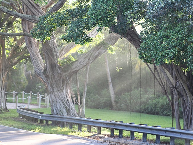 Sunlight plays hide-and-seek through the dense canopy, creating a magical light show that changes with every passing minute.