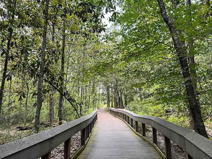 This boardwalk through the forest is basically nature's red carpet, minus the paparazzi and uncomfortable shoes, leading you straight to the main attraction.